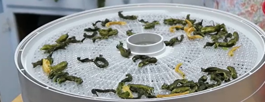 How to Dry Green Beans for Storage? (The best Ways)